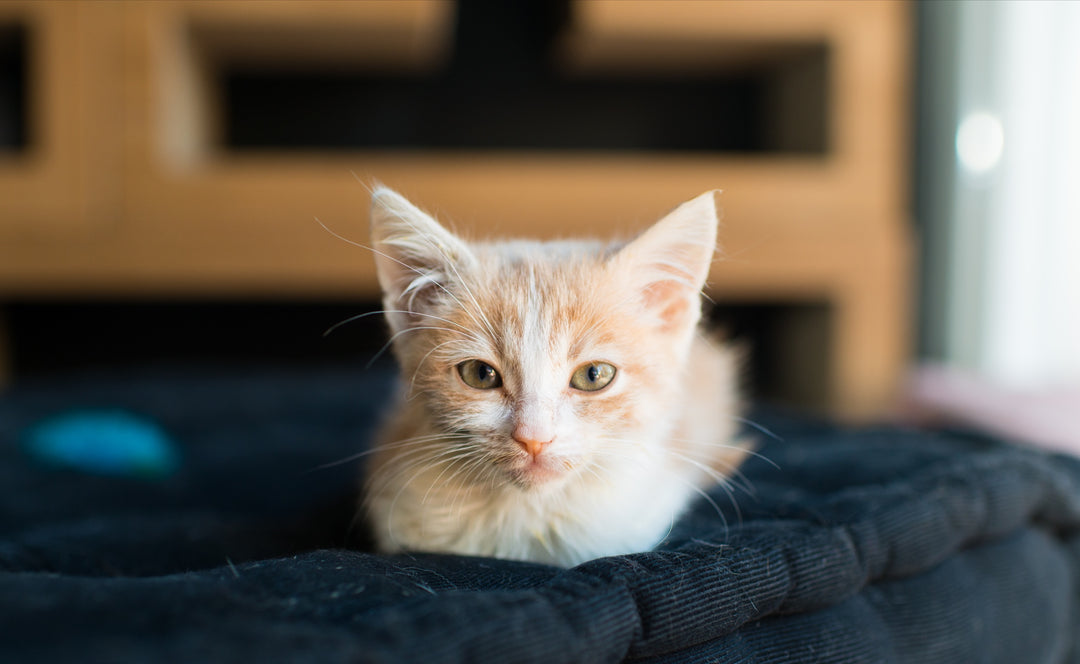 Home - Kitty of Angels